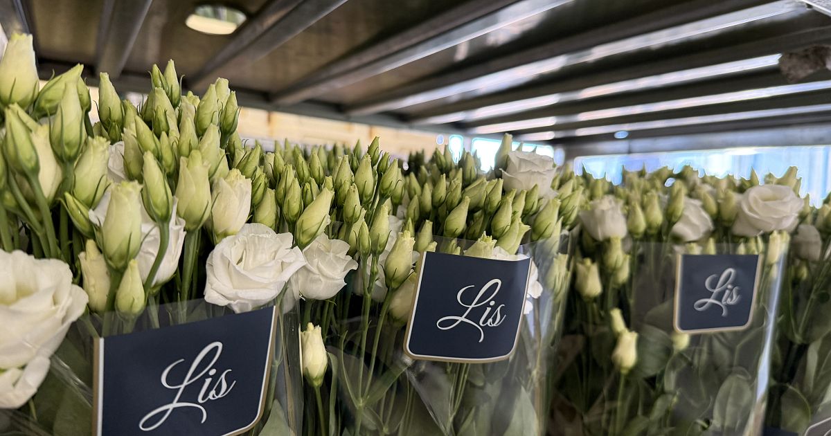 Argos - Flower and Plant Packaging for Floriculture